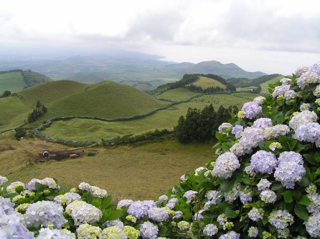 Azorit, Portugali | Napsu