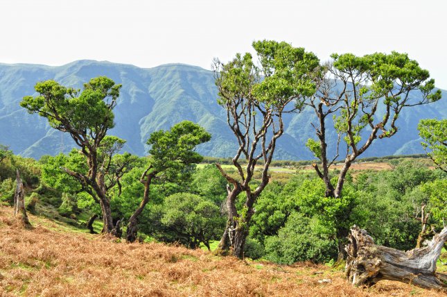 Madeira, Portugali | Napsu